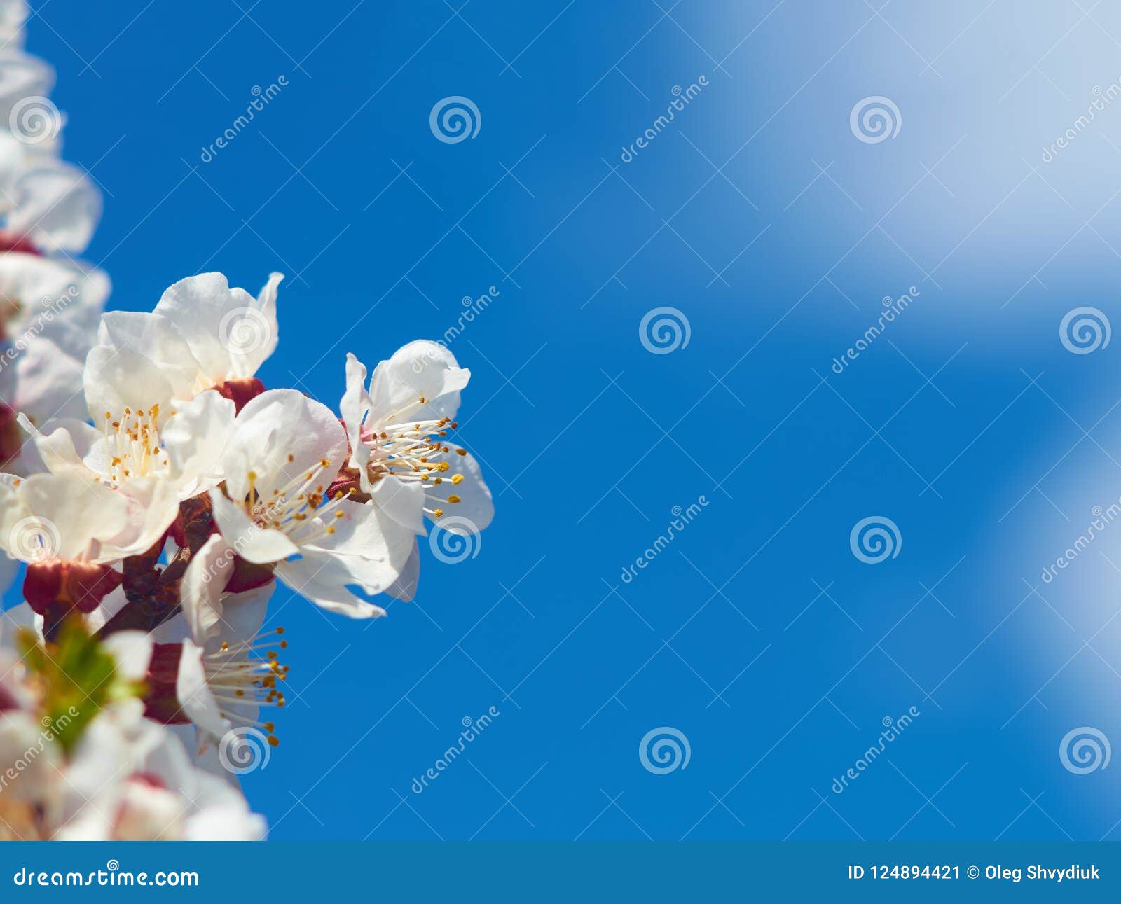 Branch of the spring bloom stock image. Image of outdoors - 124894421