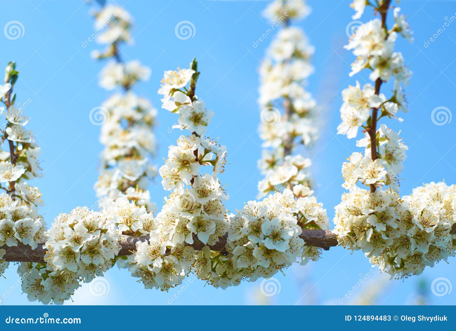 Branch of the spring bloom stock image. Image of brightly - 124894483