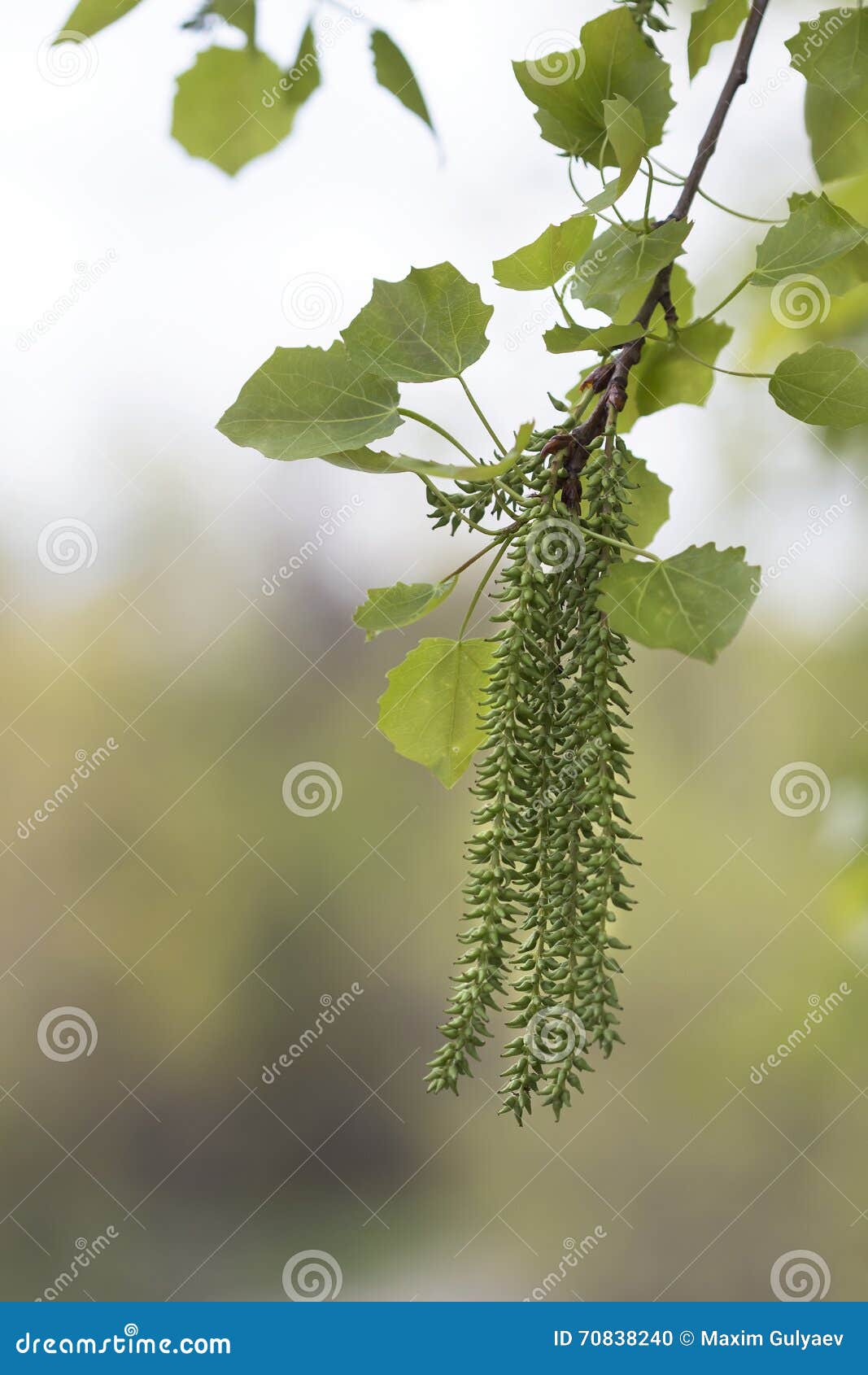 Branch Spring Flowering Aspen Forest Background Stock Photography ...
