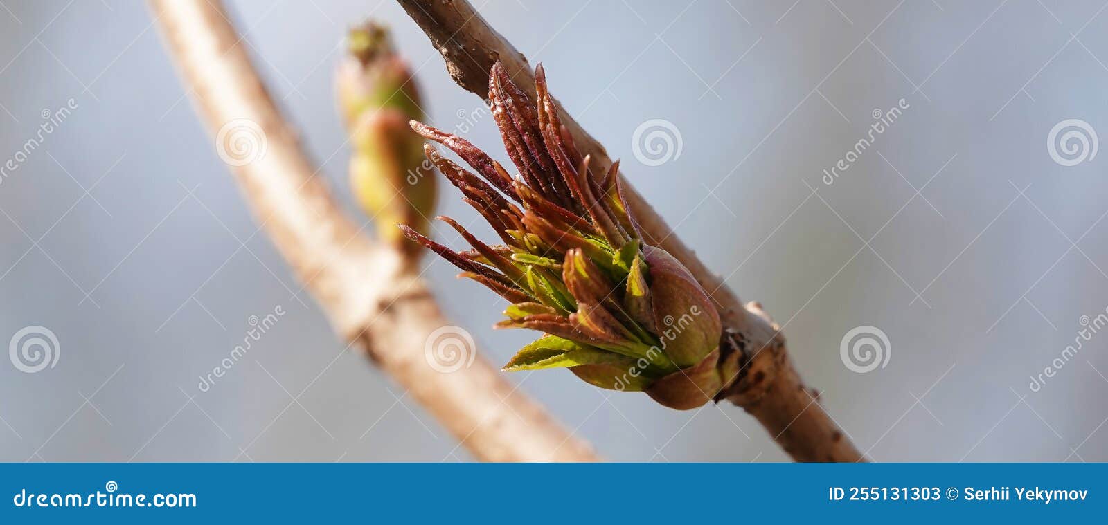 Branch with Spring Flowering Stock Image - Image of trees, summer ...