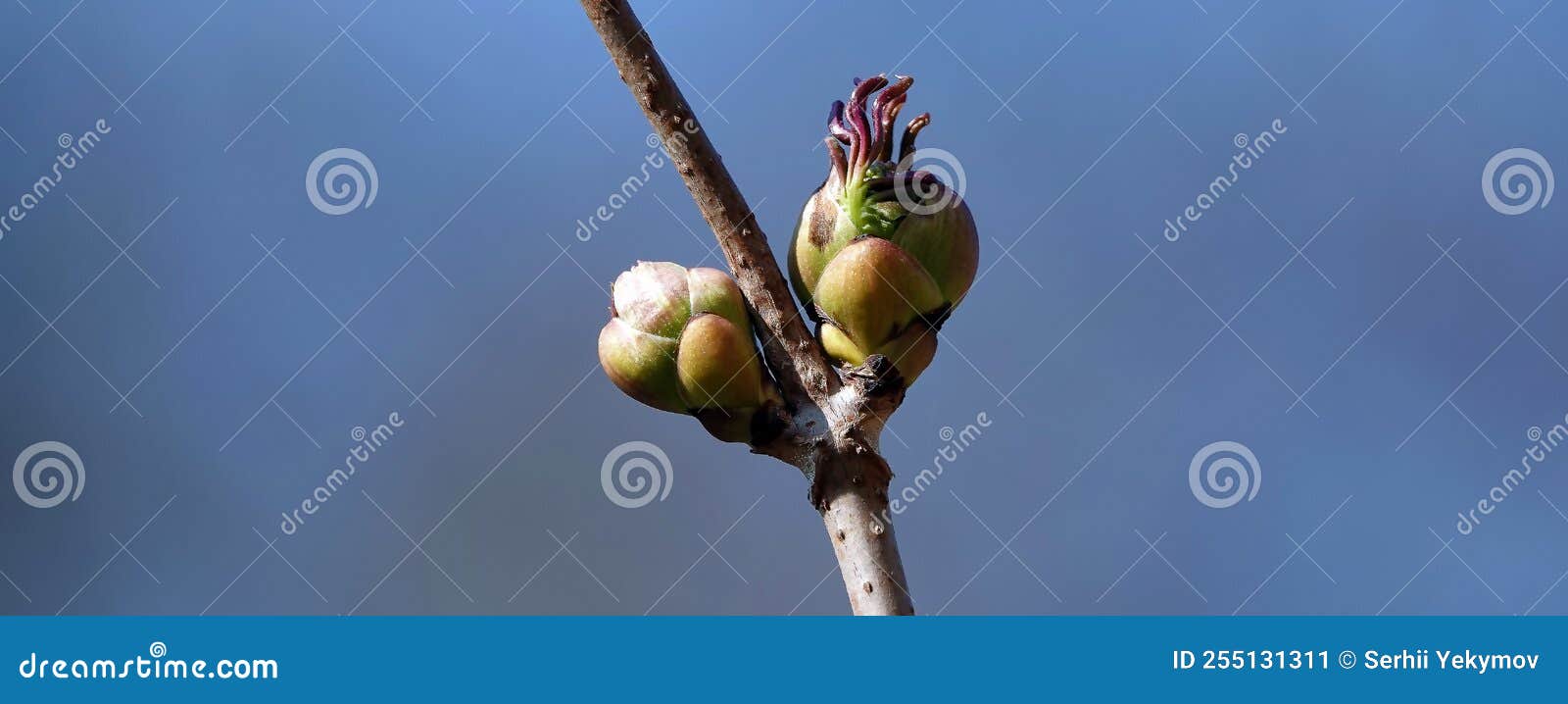 Branch with Spring Flowering Stock Image - Image of shrubs, sunny ...