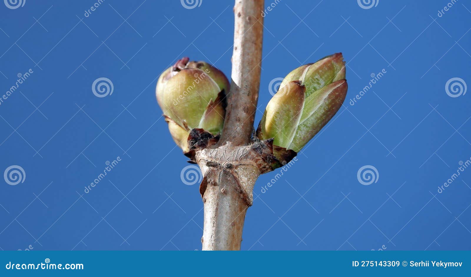 Branch with Spring Flowering Stock Image - Image of green, bloom: 275143309