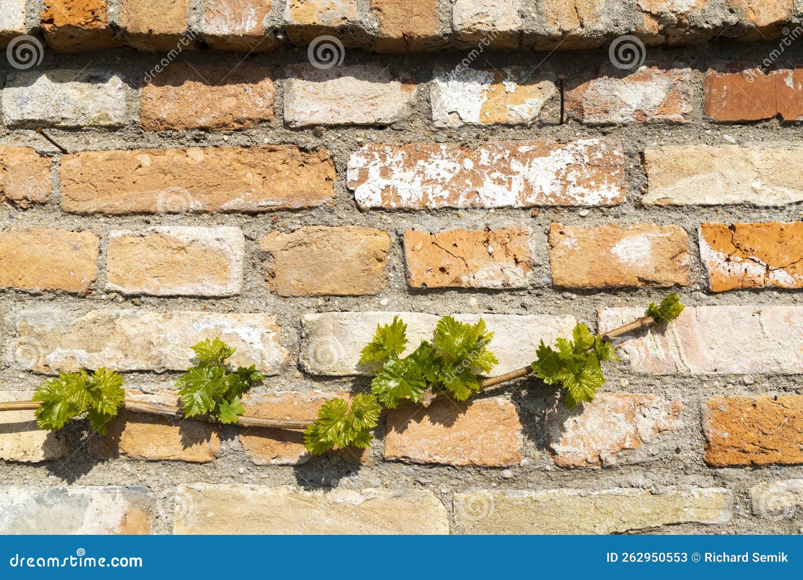 Branch of Spring Vine on the Brick Wall Stock Image - Image of ...