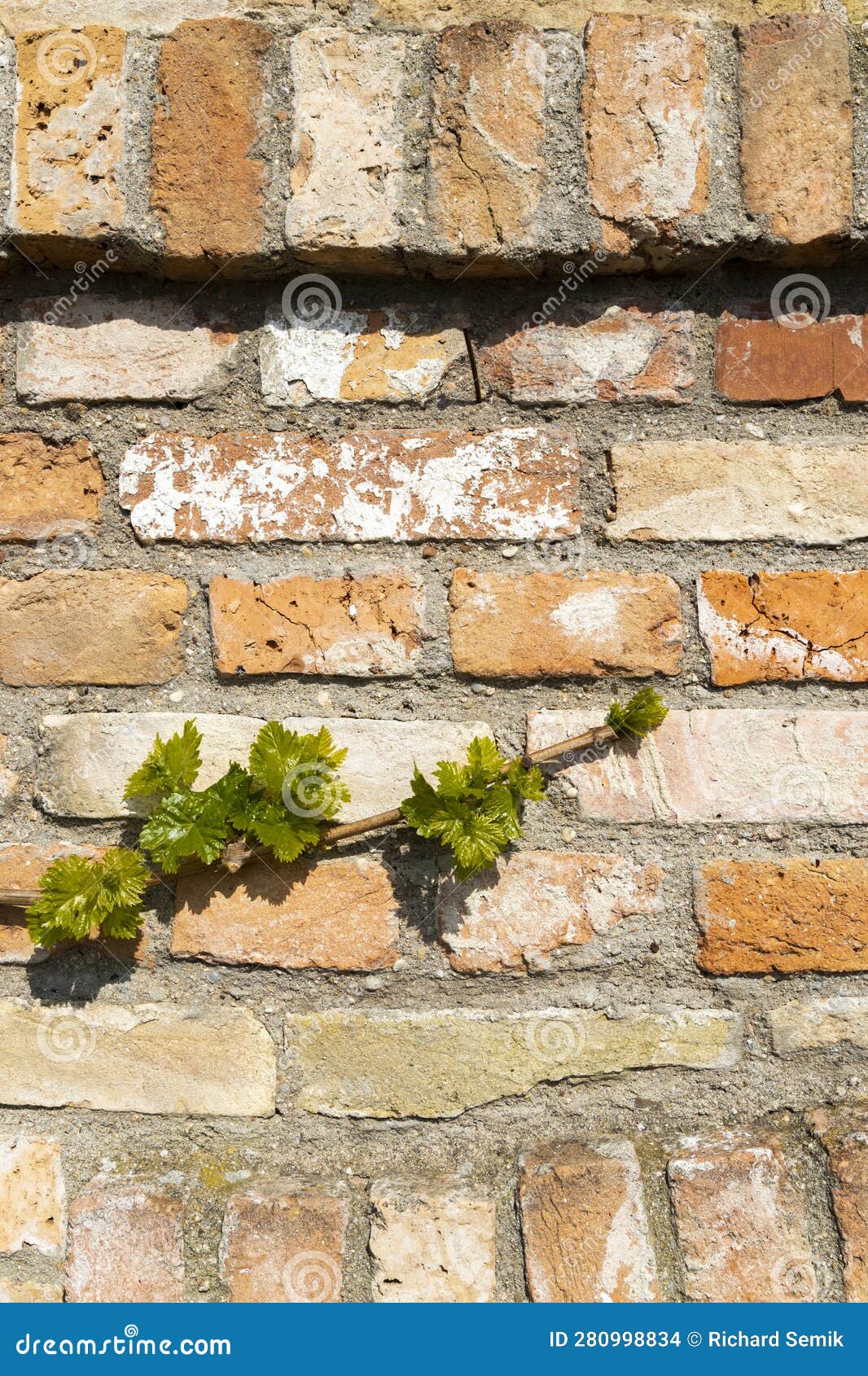 Branch of Spring Vine on the Brick Wall Stock Photo - Image of rural ...