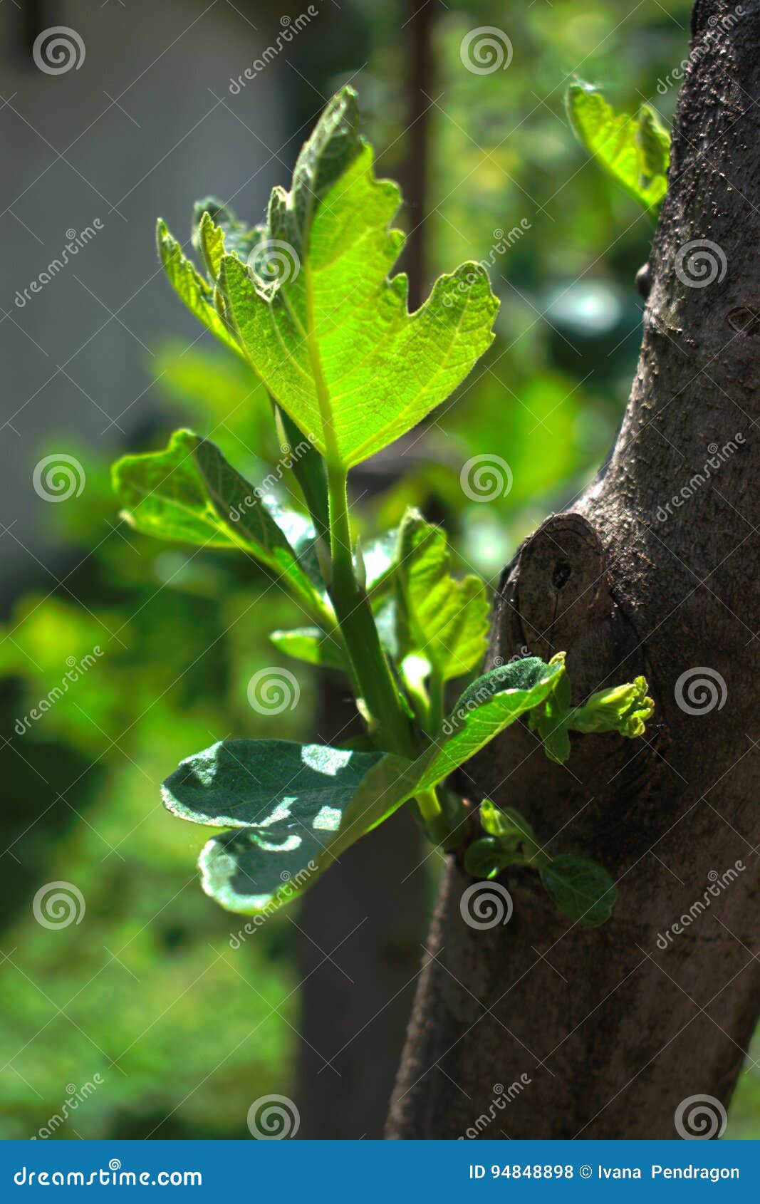 Branch Sprout stock photo. Image of sprout, summer, garden - 94848898