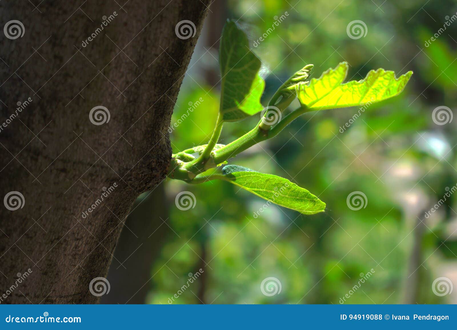 Branch Sprout stock photo. Image of closeup, green, sprout - 94919088
