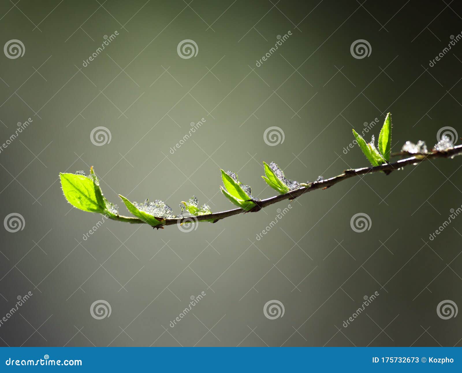 Branch With Sprouting Leaves With Ice. Nature Background Royalty-Free ...