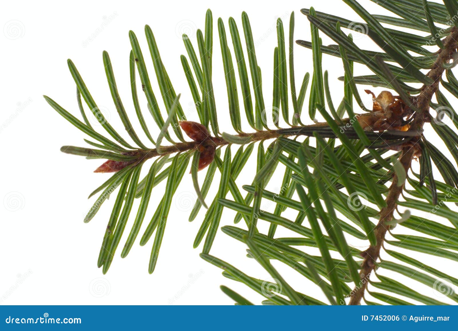 Branch of the spruce stock photo. Image of forest, detailed - 7452006