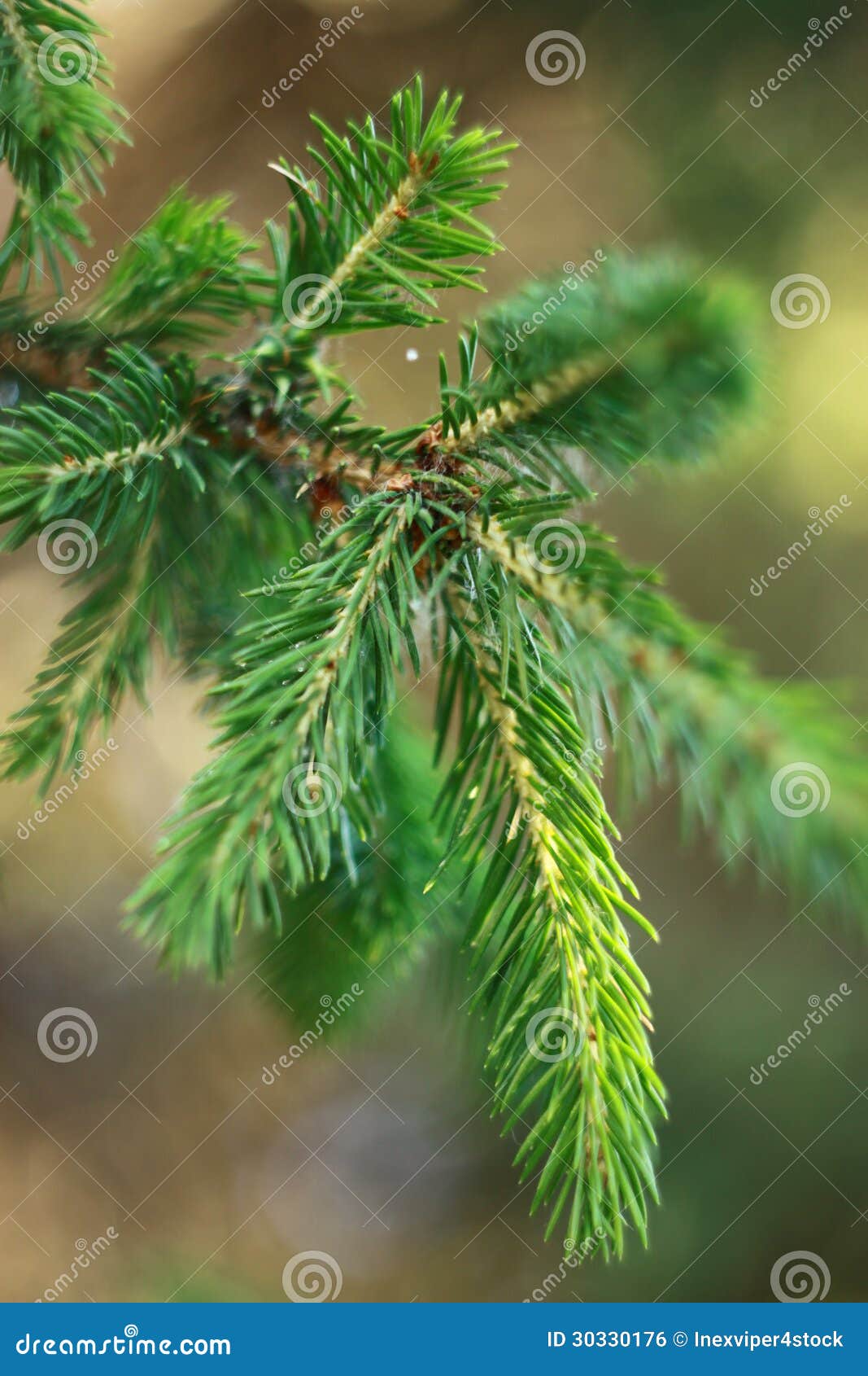 Branch of spruce stock photo. Image of spring, sunset - 30330176