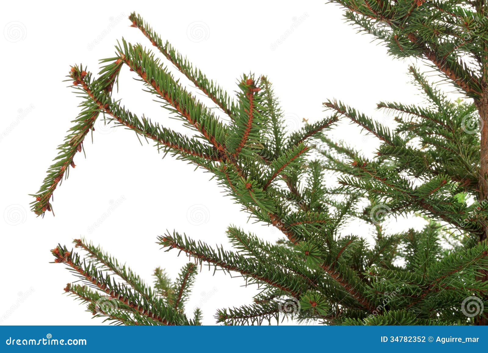 Branch of the spruce stock photo. Image of macro, coniferous - 34782352