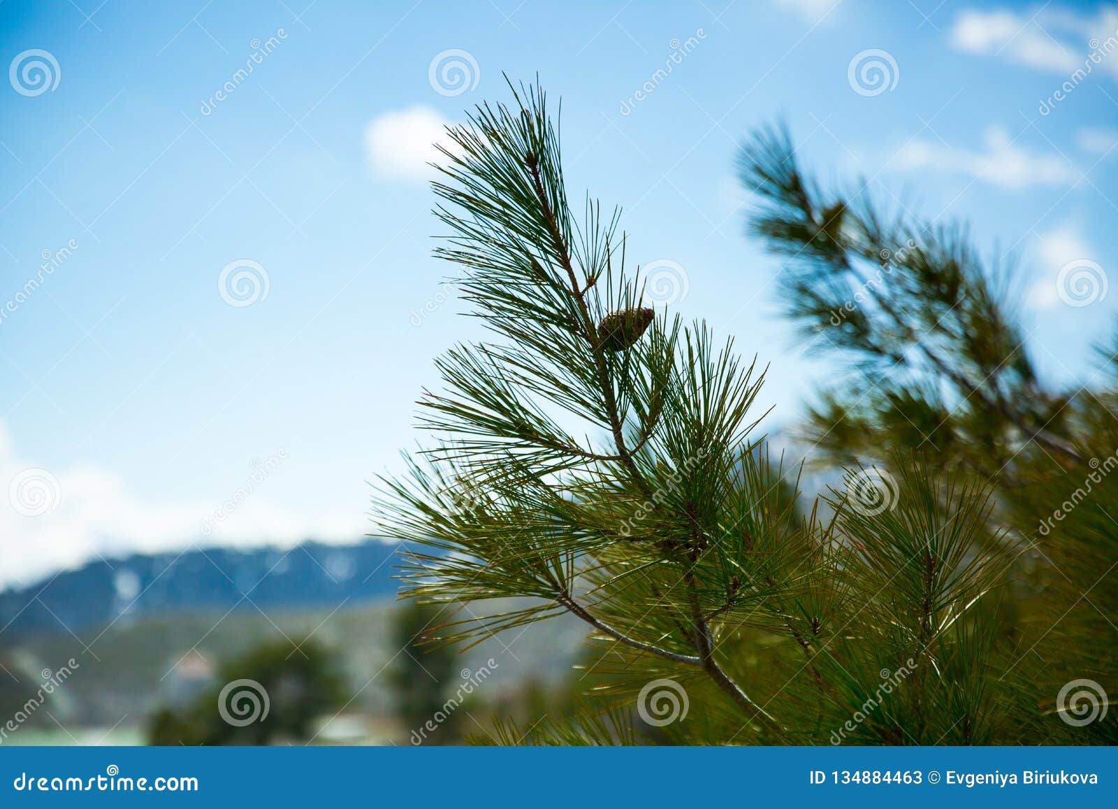 Branch of Spruce in the Mountains of Cyprus Stock Image - Image of ...