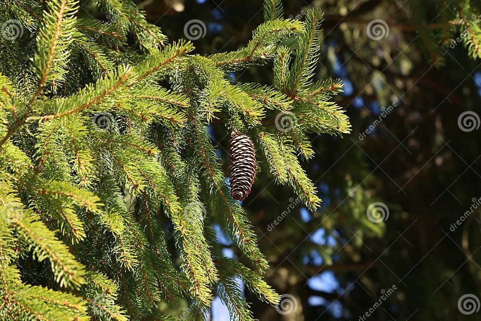 A Branch of Spruce with Needles and a Bump Stock Photo - Image of lake ...