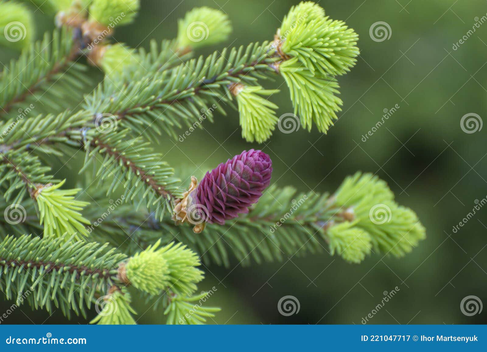 Branch of Spruce with Red Cone. Young Fir-tree, Close Up Stock Image ...