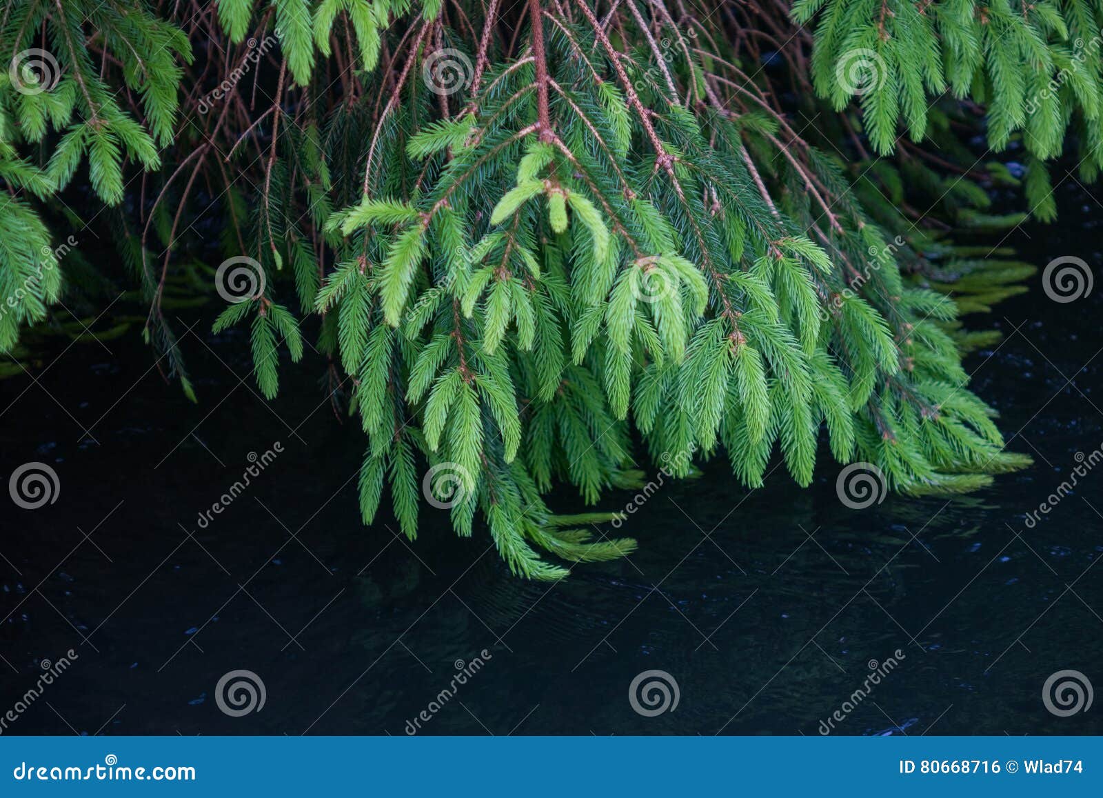 Branch Spruce and River Water in a Forest Stock Photo - Image of branch ...