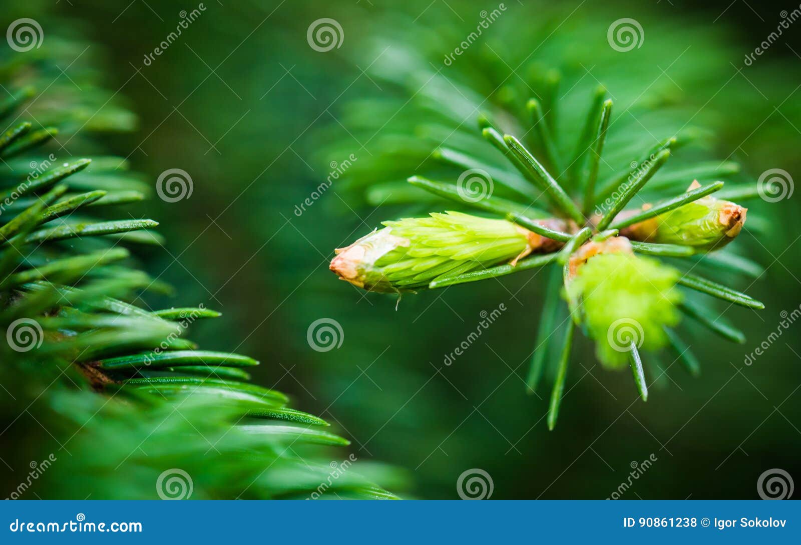 Branch of Spruce with Sprouts in Spring Time Stock Photo - Image of ...