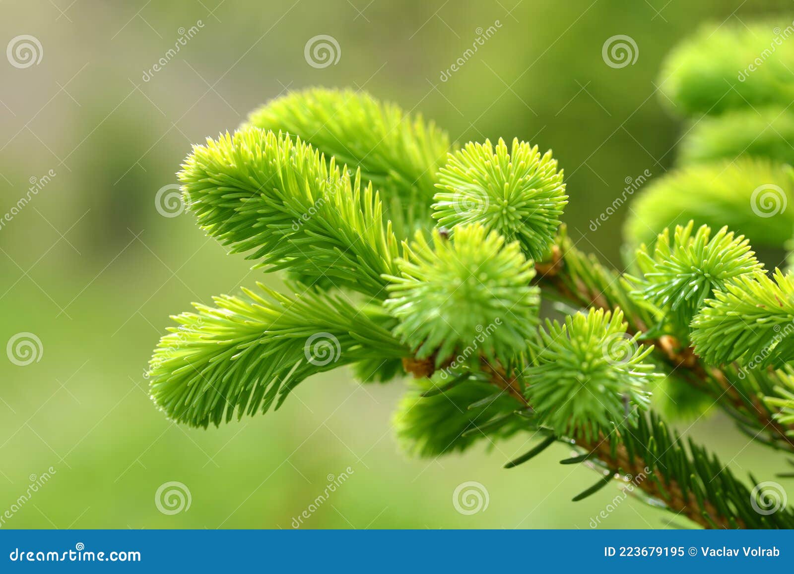 Branch of Spruce Tree Close Up. Stock Image - Image of flora, color ...