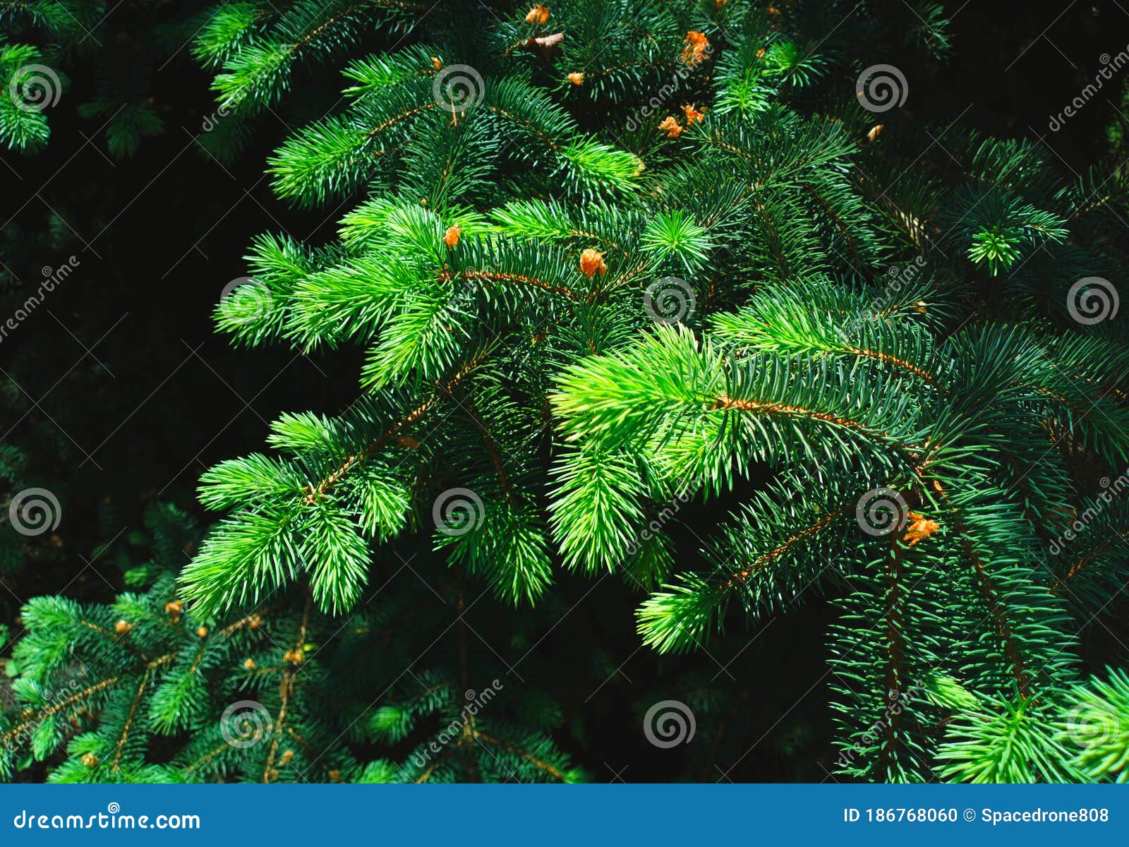 Branch of Spruce Tree in Detail Background Stock Photo - Image of ...