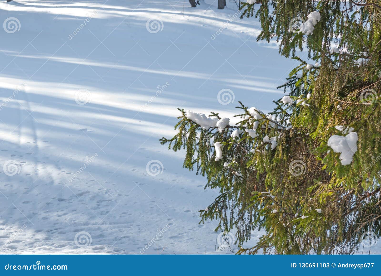 Branch of Spruce Tree with White Snow. Winter Spruce Tree in the Frost ...