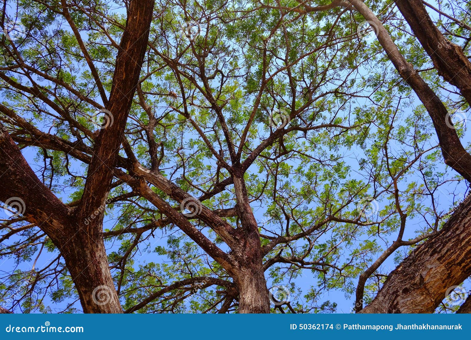 Branch and stick,Rain tree stock photo. Image of environment - 50362174