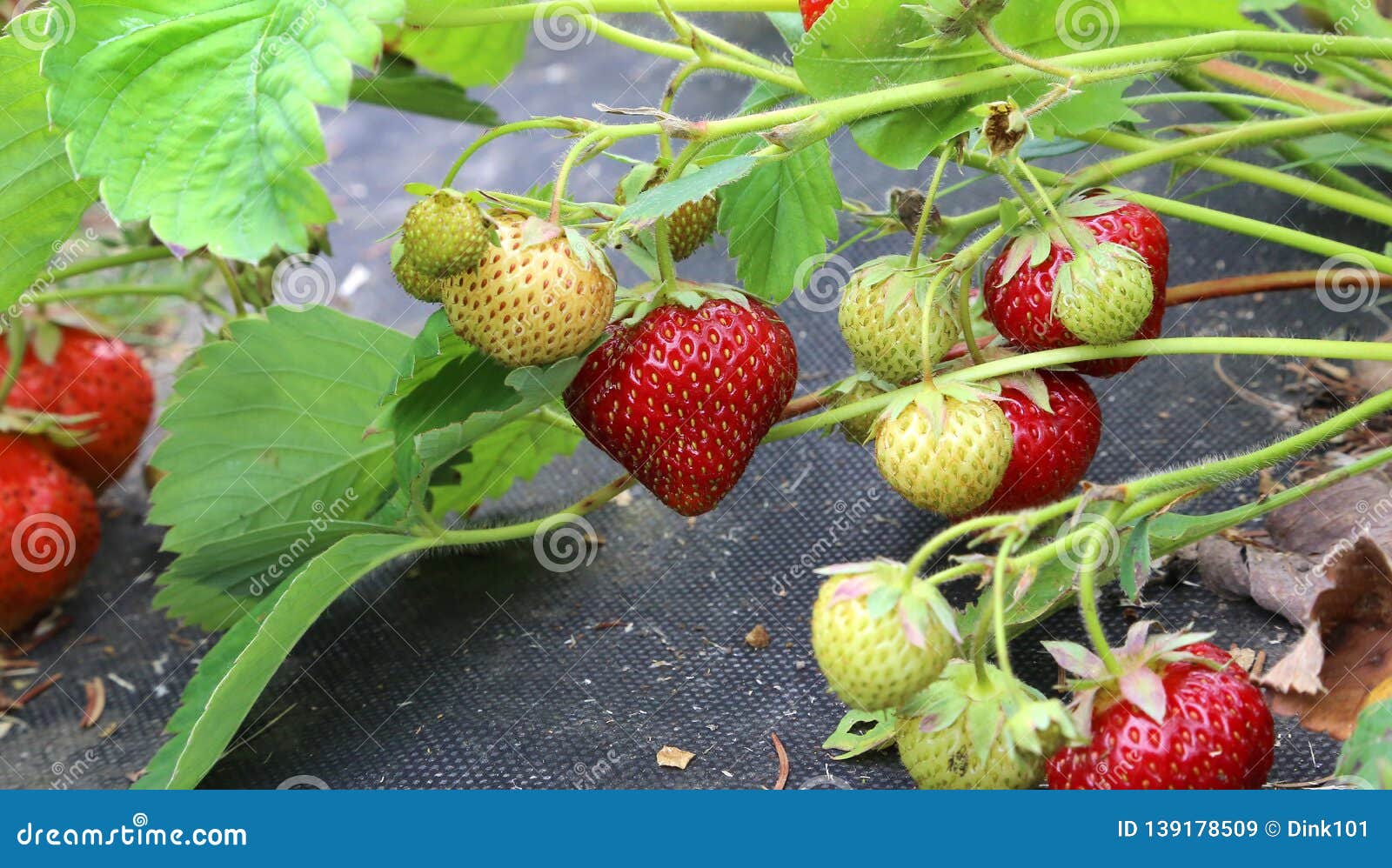 Branch of strawberries stock image. Image of edible - 139178509