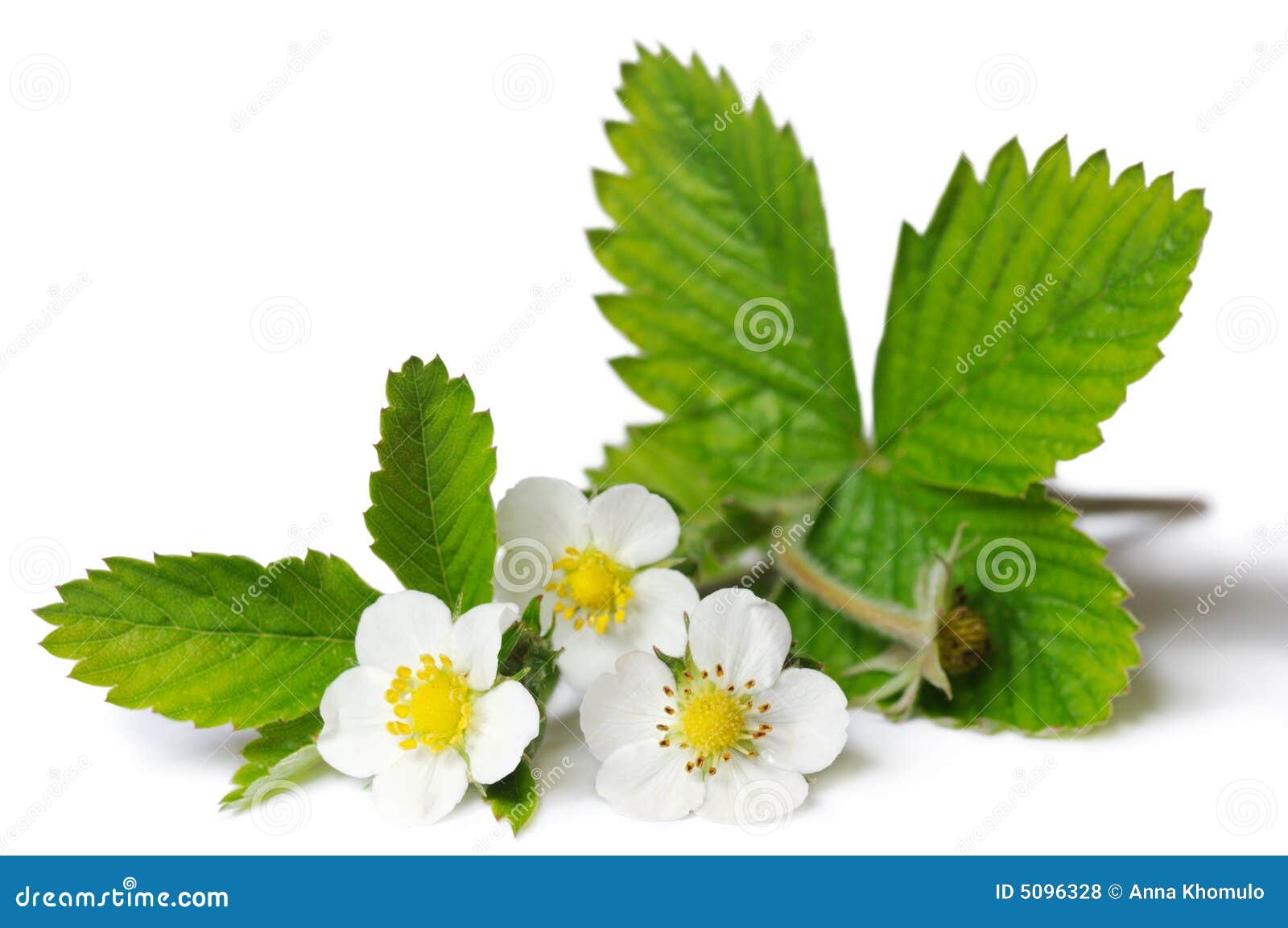 Branch of strawberry plant stock photo. Image of floral - 5096328