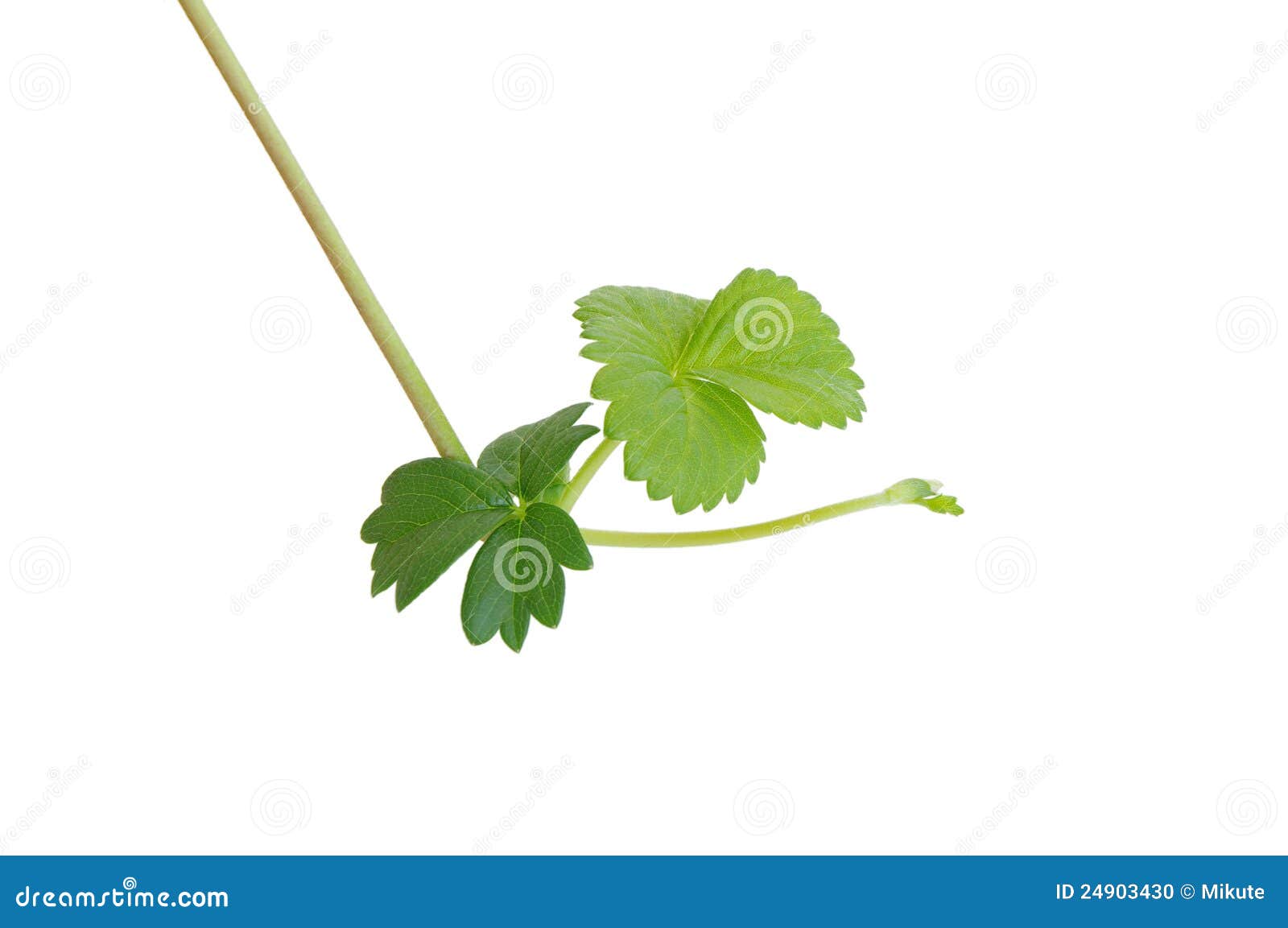 A Branch of Strawberry Plant on White Background Stock Photo - Image of ...