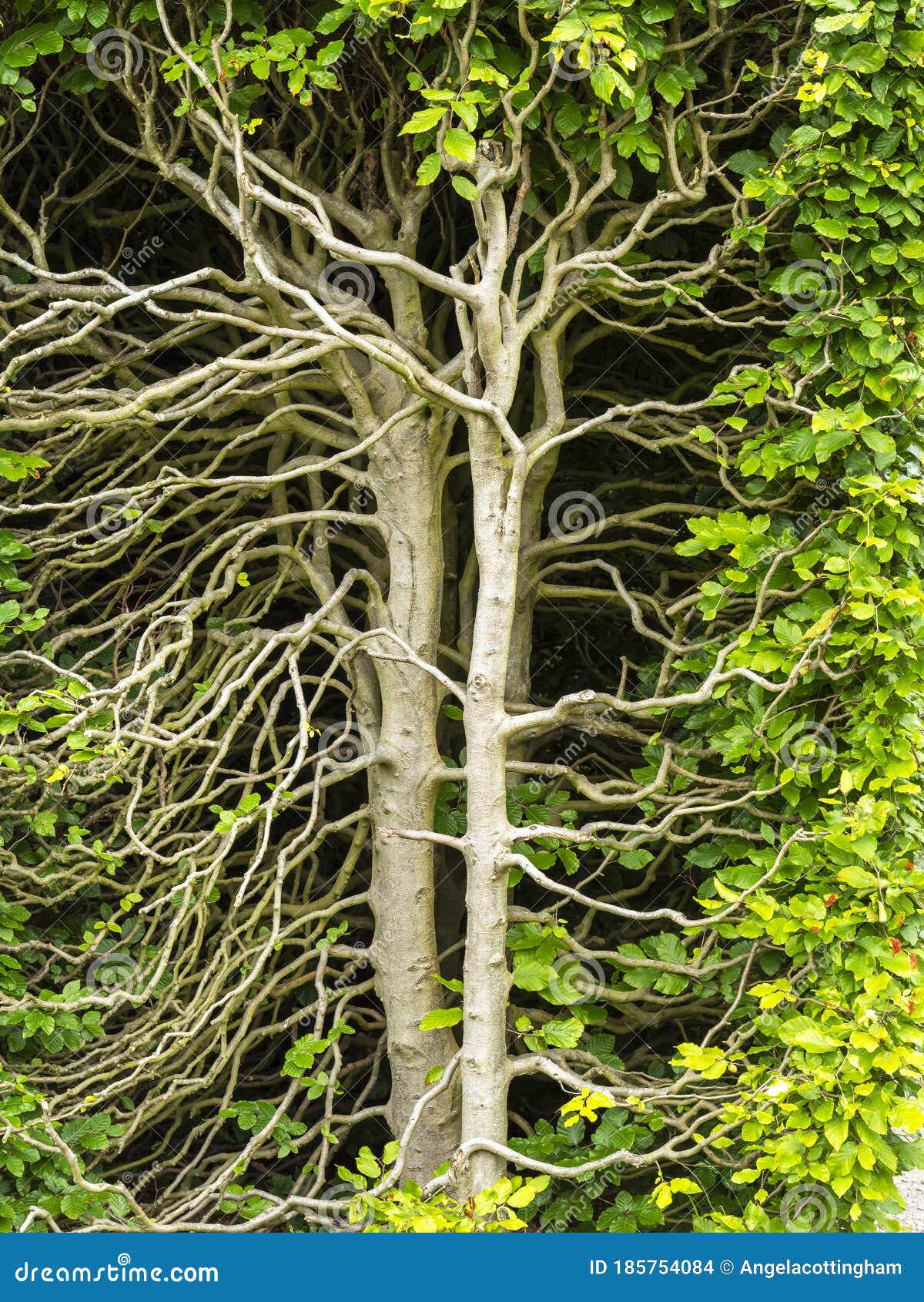 Branch Structure Seen Inside a Green Hedge Stock Photo - Image of plant ...