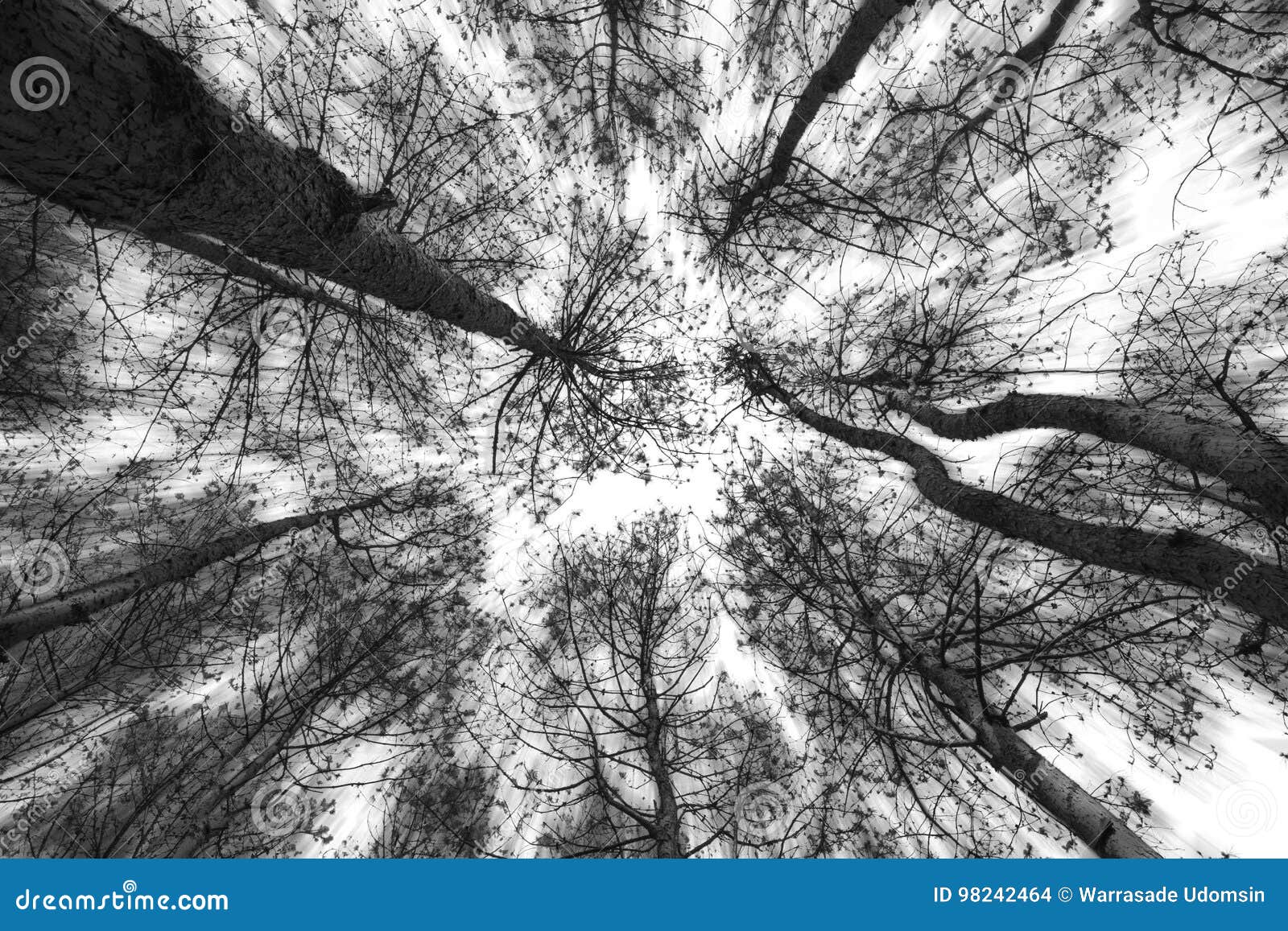 Branch Structure of Tree and Death Wood Stock Photo - Image of ...