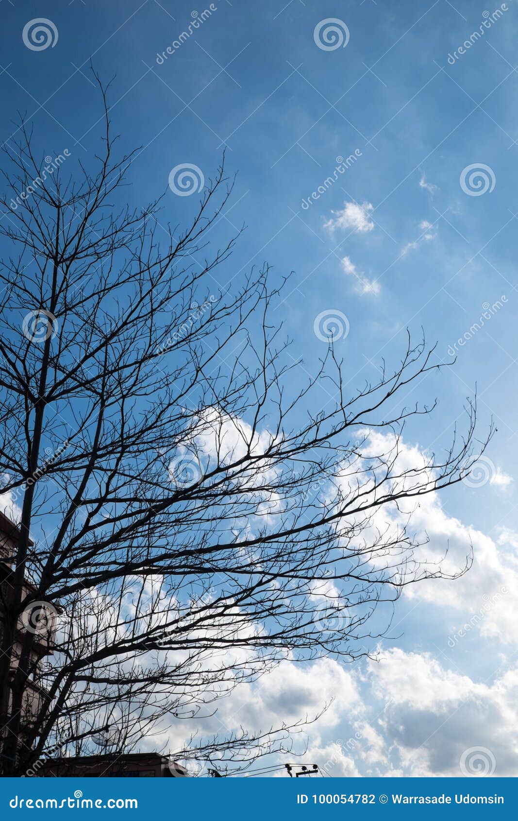 Branch Structure of Tree, Forest Stock Photo - Image of silhouette ...