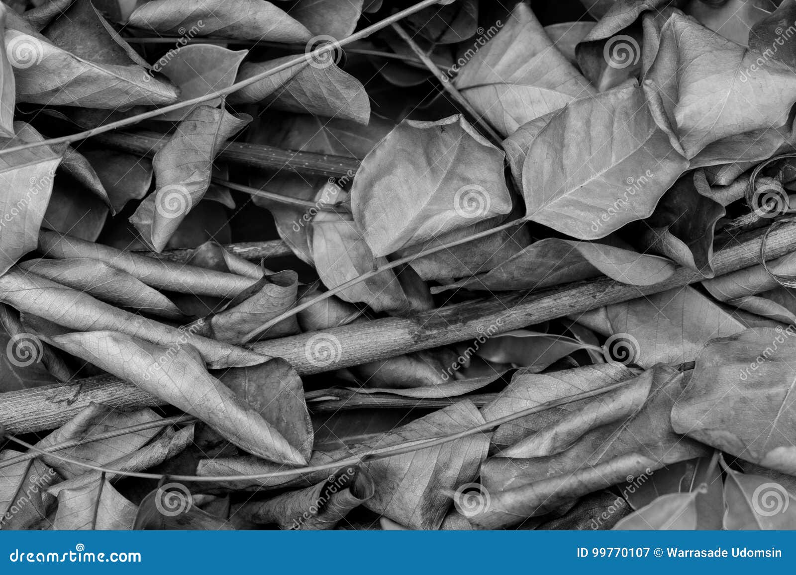 Branch Structure of Tree and Leaf Stock Image - Image of brown, spring ...