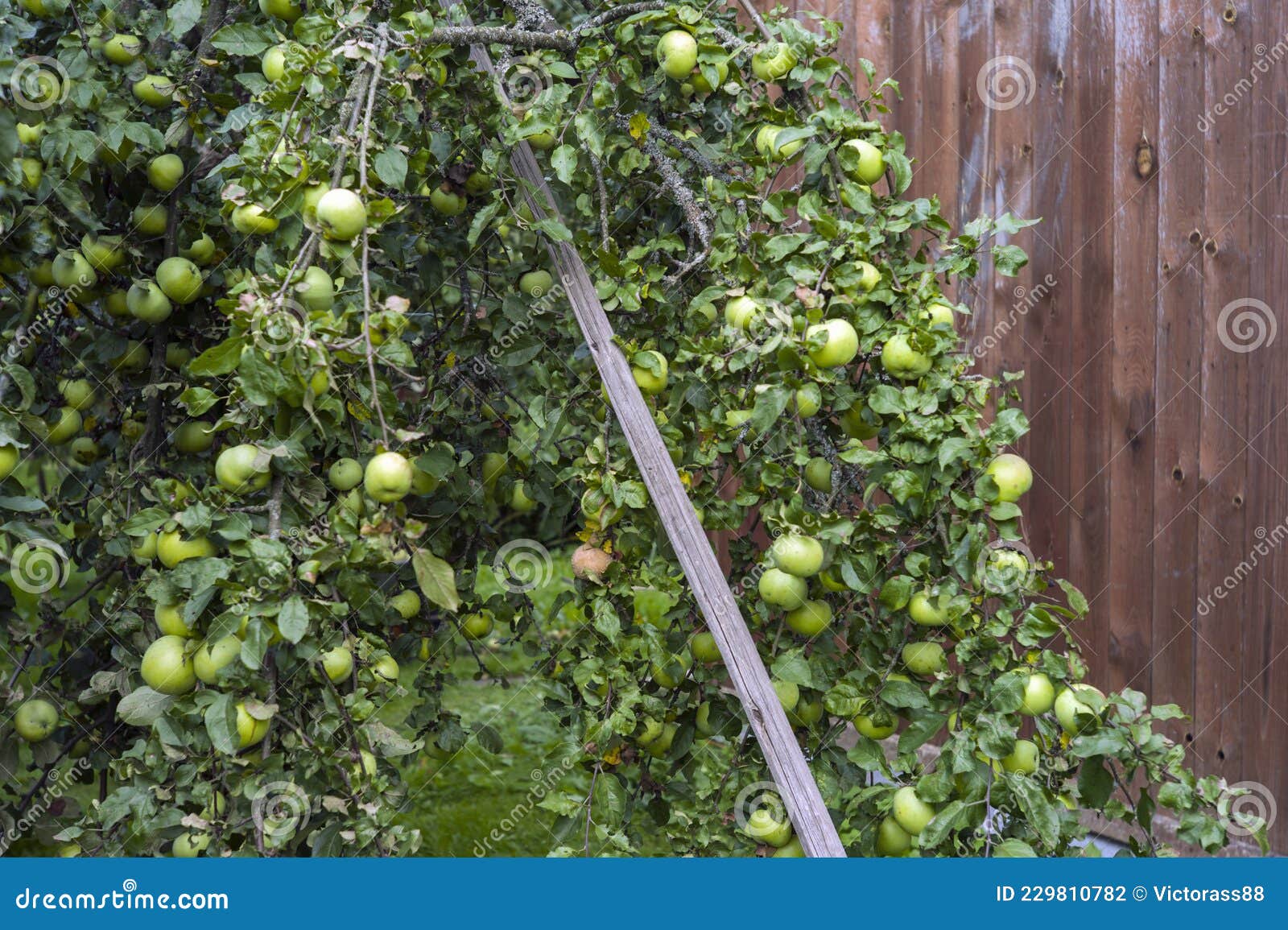 Branch Supported with Stick Stock Photo - Image of garden, fruits ...