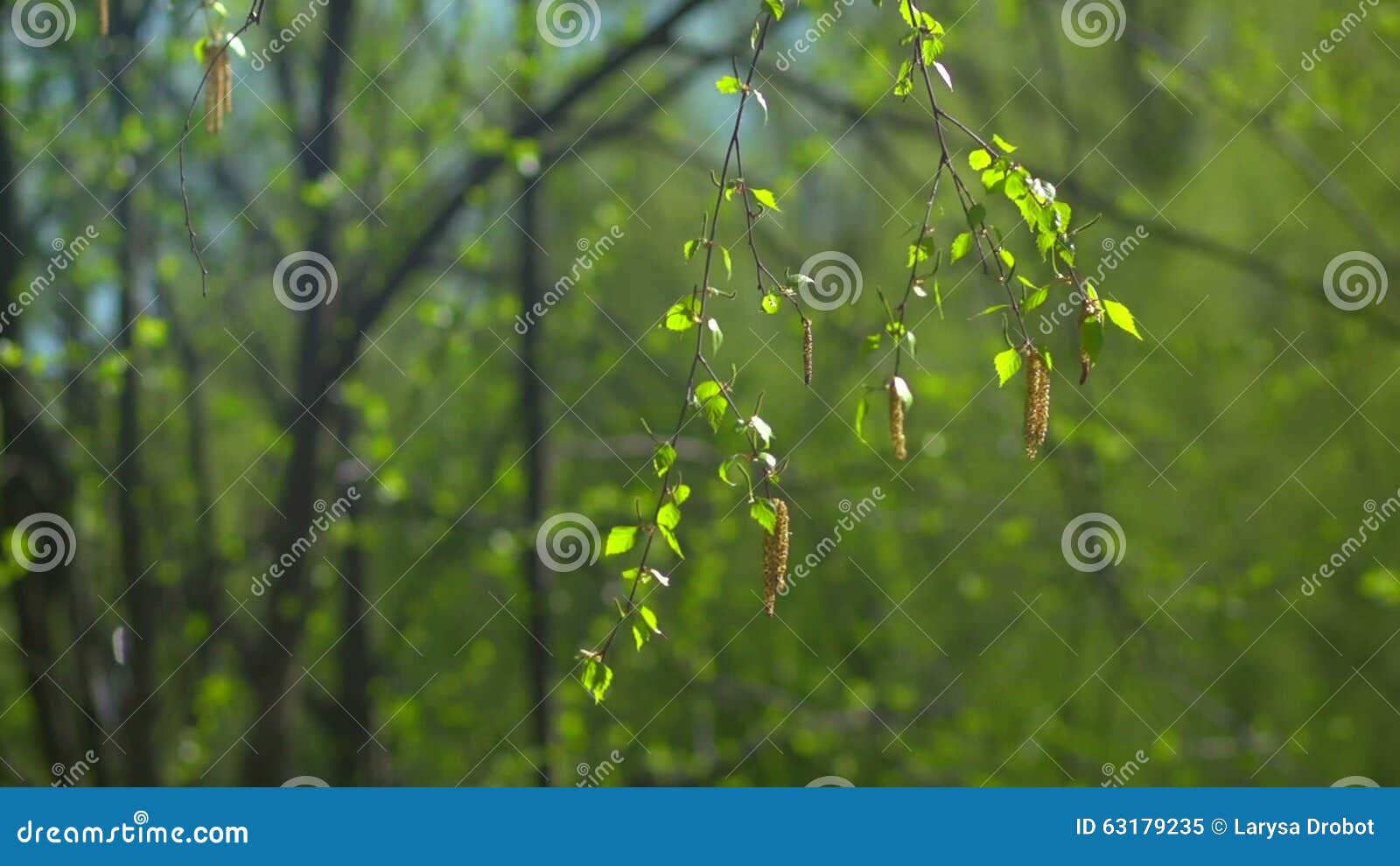 Branch Swaying in the Wind with Leaves Stock Video - Video of easter ...