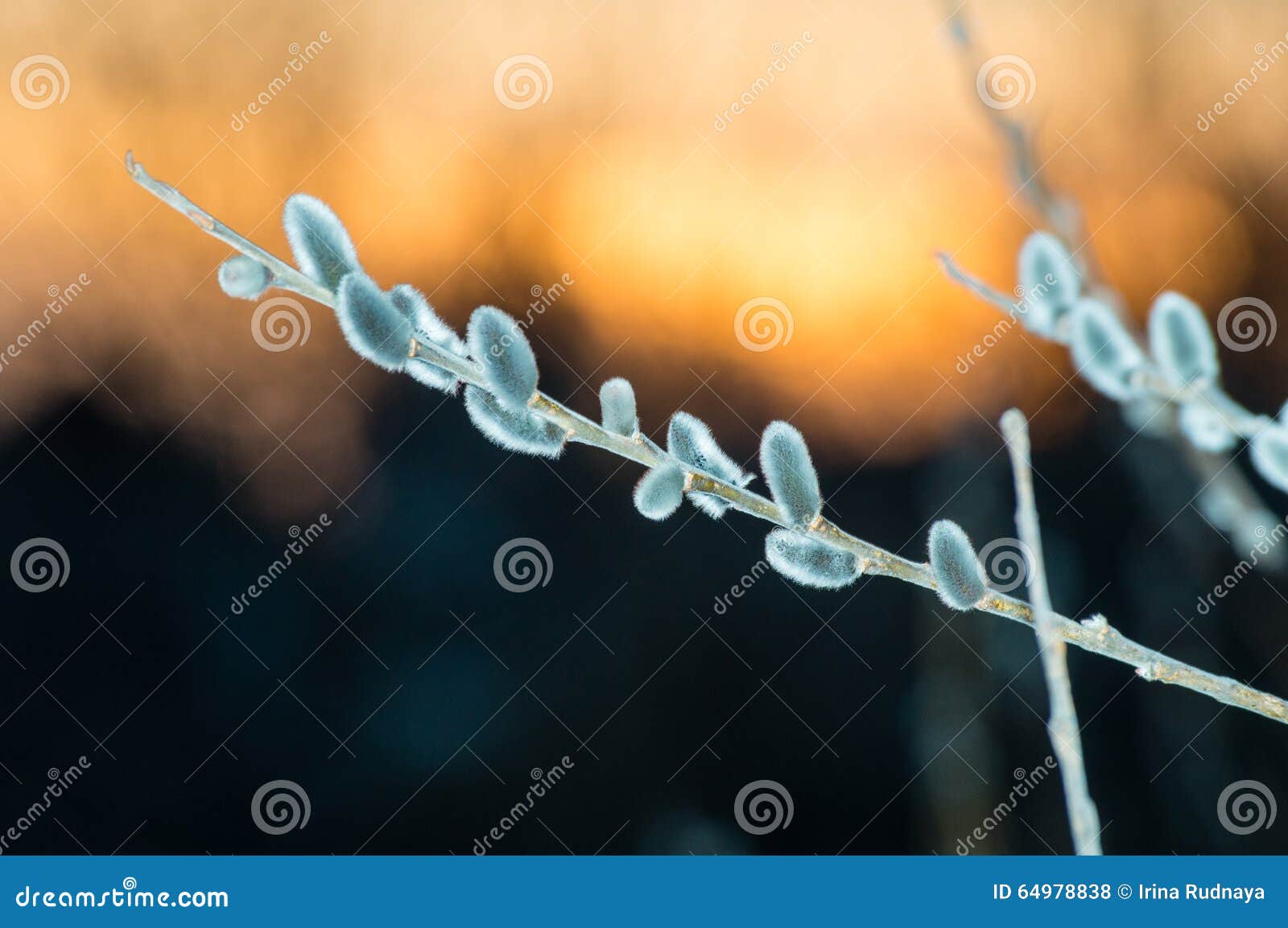 A Branch with Swollen Buds at Sunset, Stock Photo - Image of leaves ...