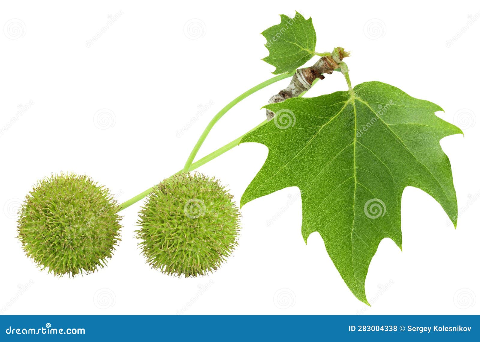 Branch of Sycamore Plane Tree Isolated on White Bacground. Top View ...