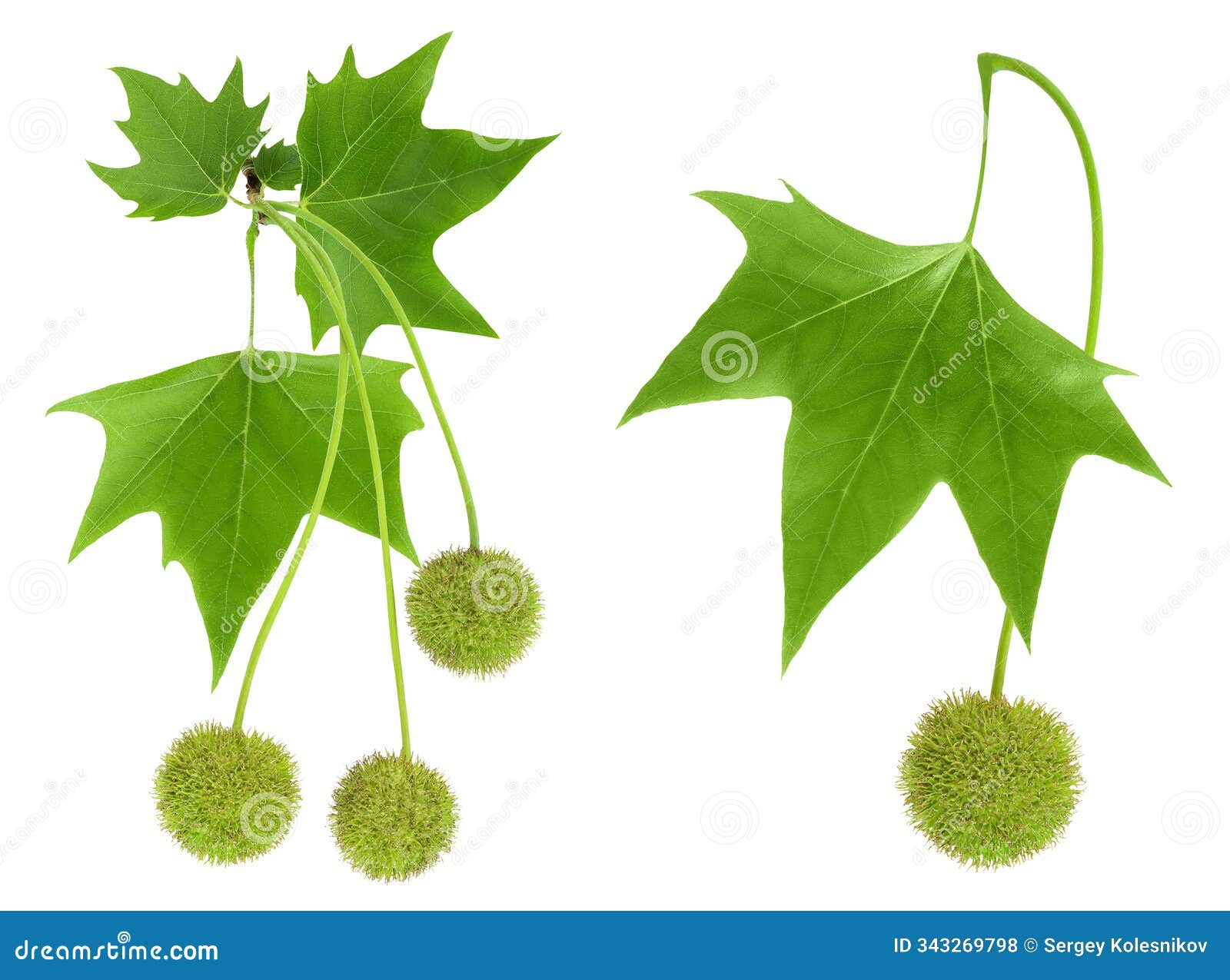 Branch Of Sycamore Maple Acer Pseudoplatanus With Green Foliage With ...