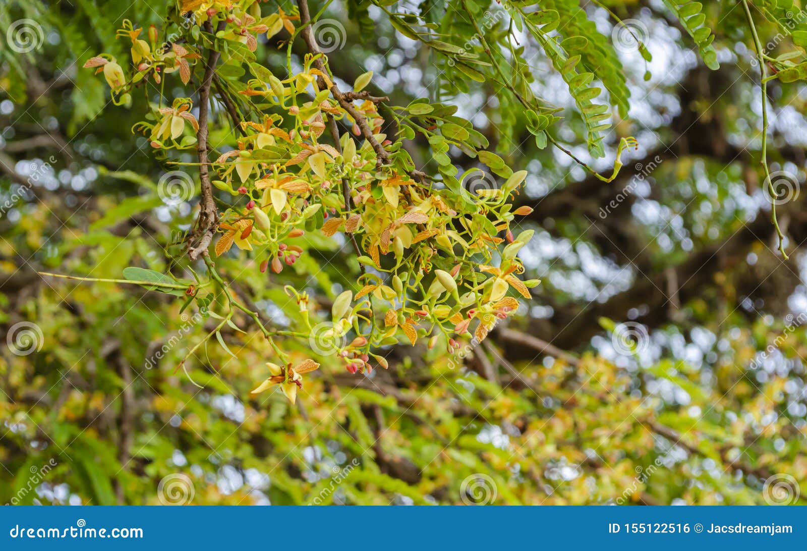 Branch Of Tamarind On Green Background Stock Photography ...
