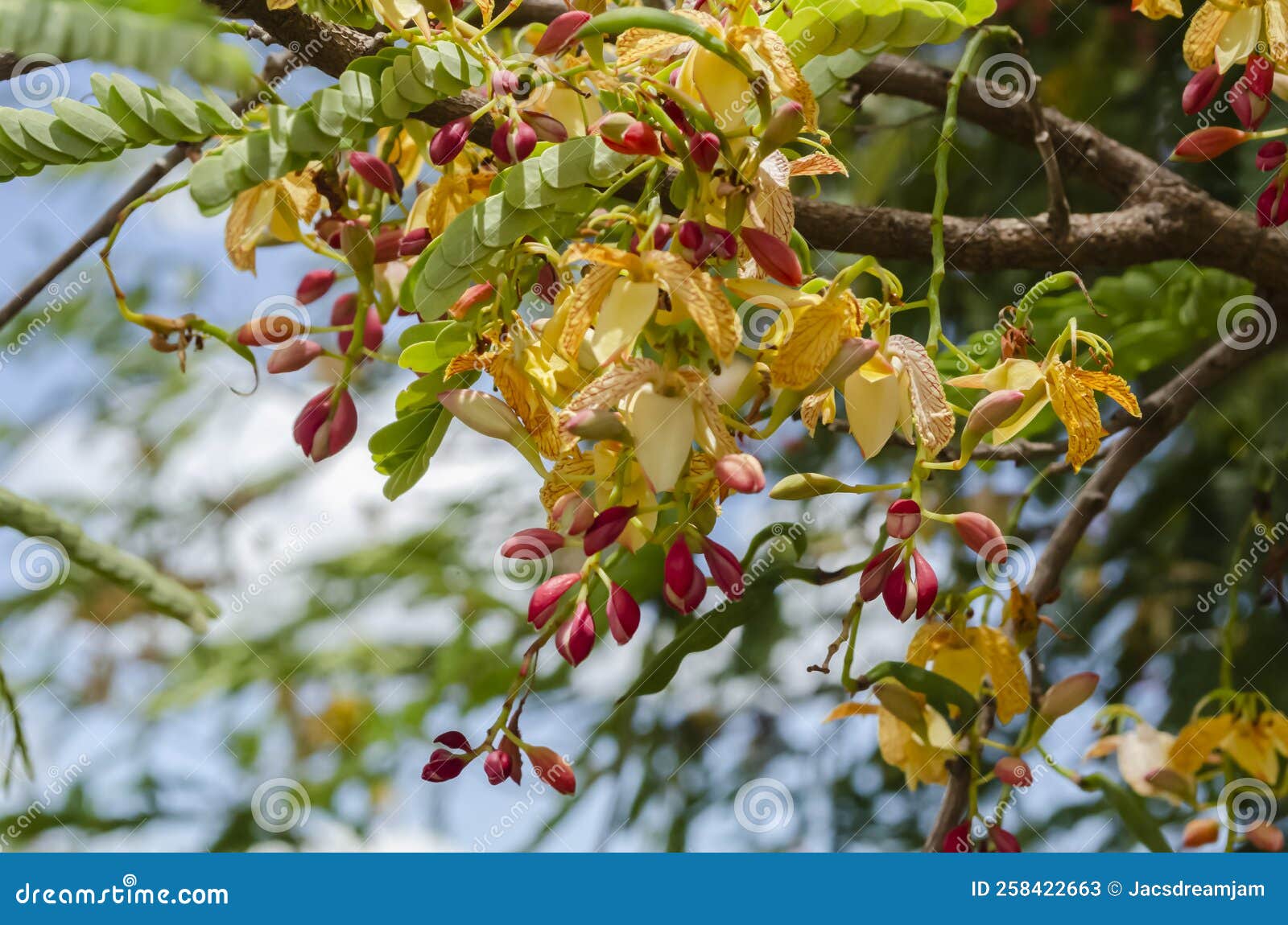 Tamarind Blossoms on Tree stock image. Image of jamaican - 258422663