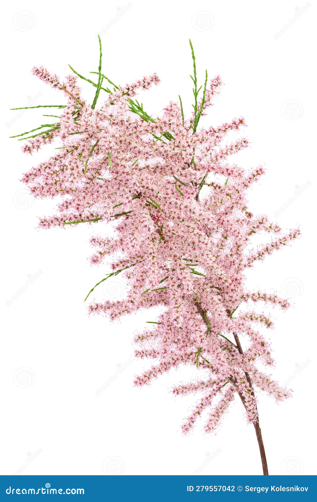 Branch of Tamarix Isolated on White Background with Full Depth of Field ...