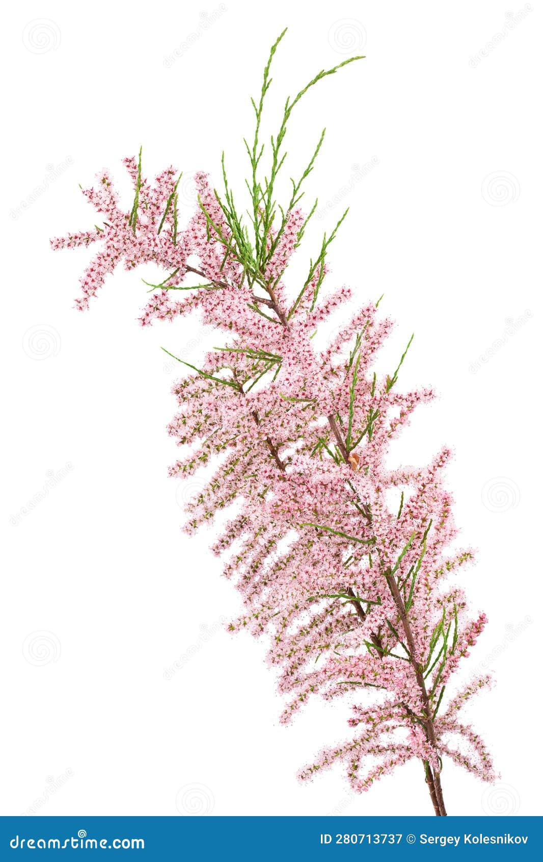 Branch of Tamarix Isolated on White Background with Full Depth of Field ...