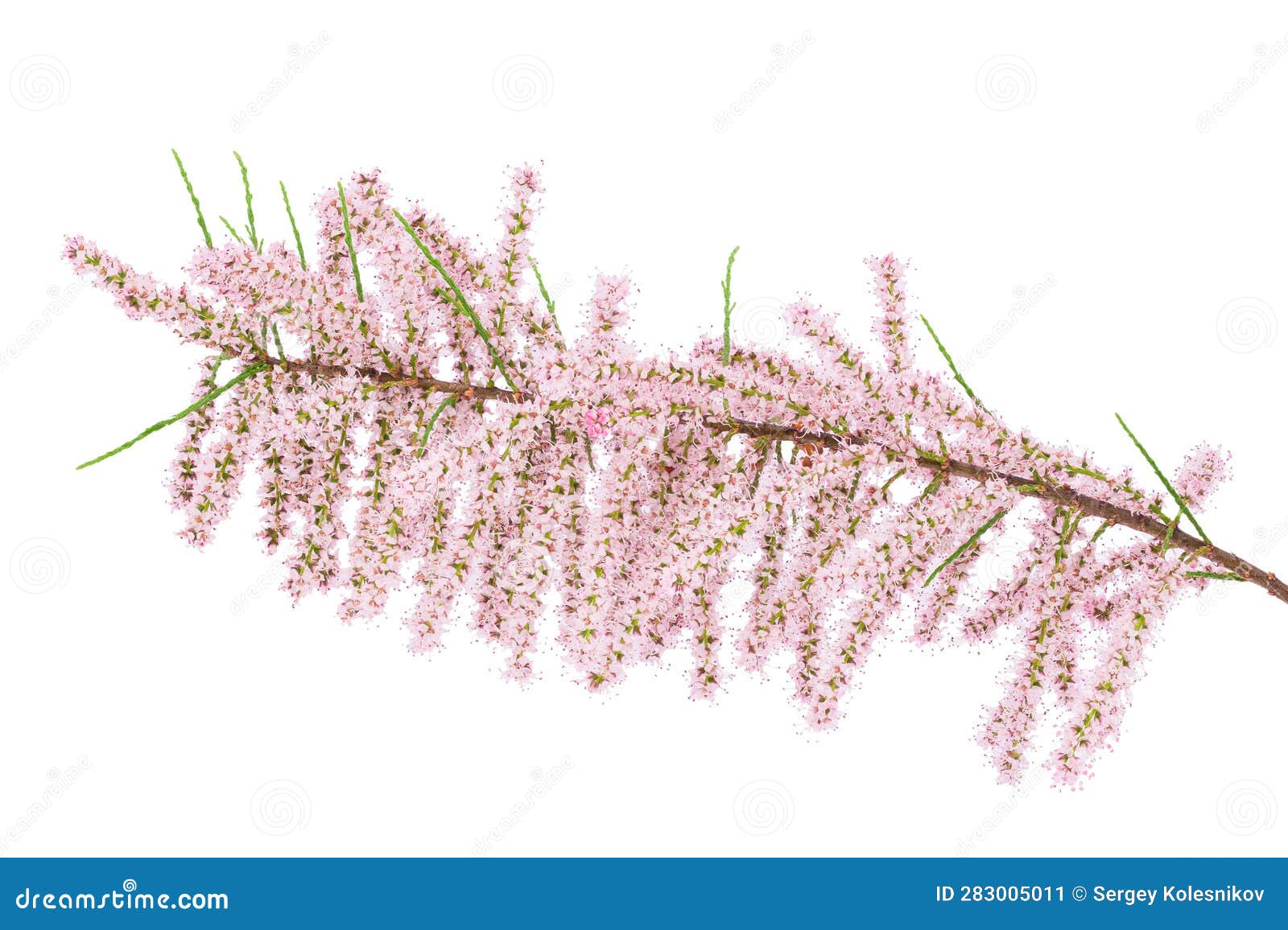 Branch of Tamarix Isolated on White Background with Full Depth of Field ...