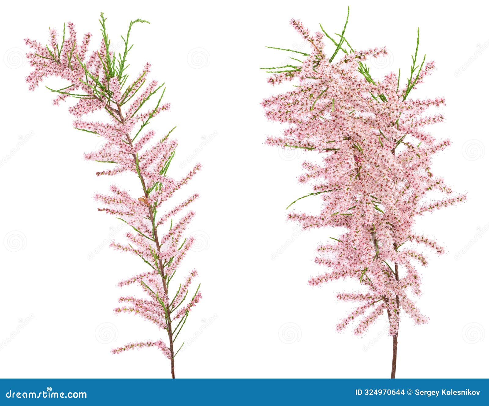 Branch of Tamarix Isolated on White Background with Full Depth of Field ...