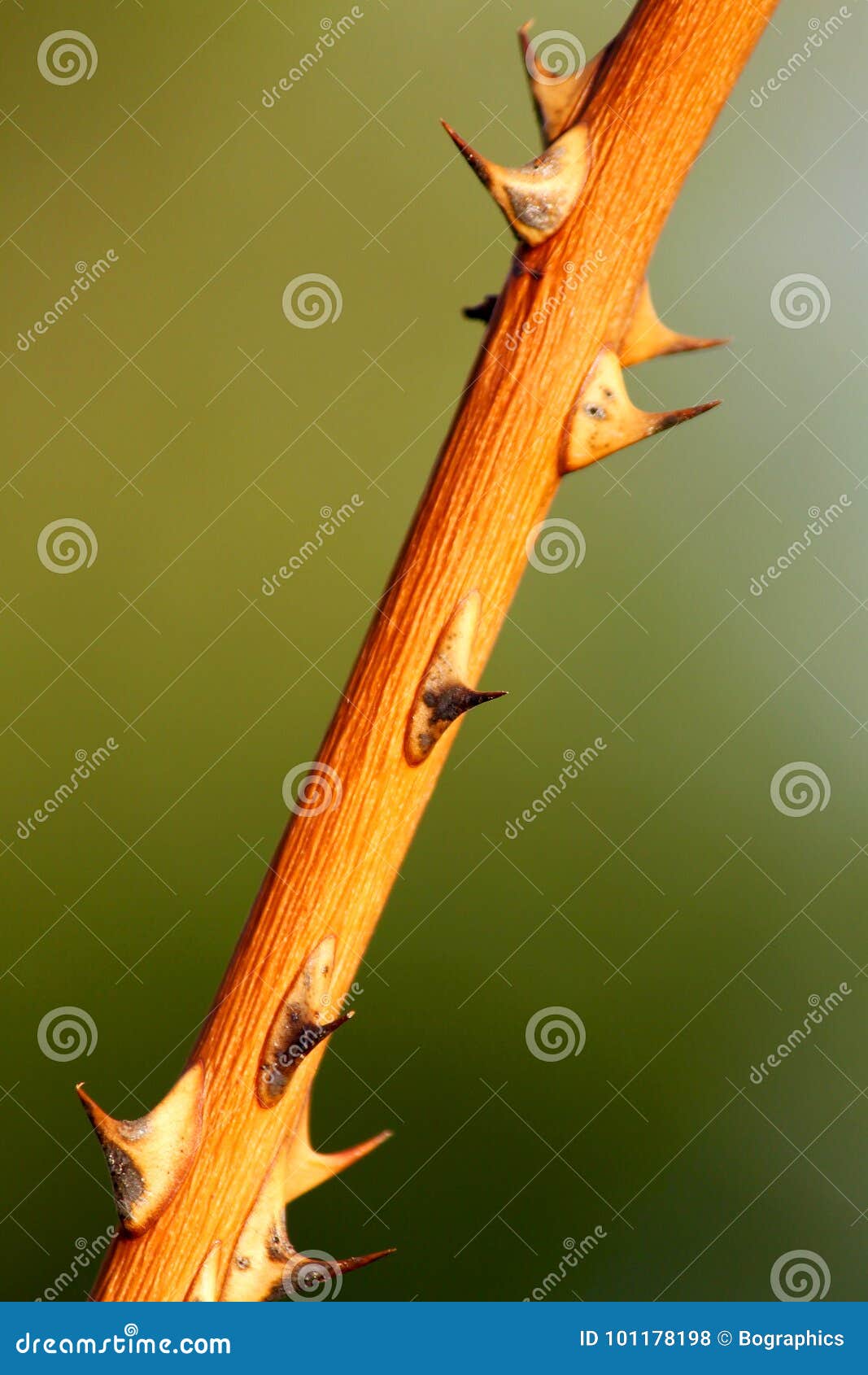 Branch with Thorns on Green Background Stock Photo - Image of stem ...