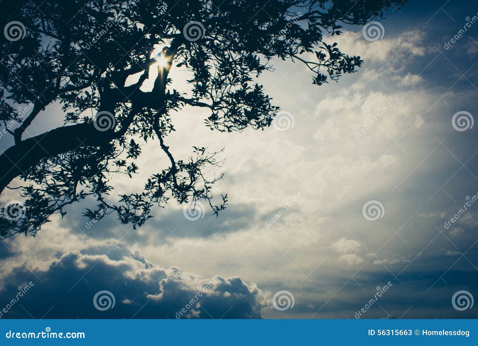 Branch Three and Sky Lomo Tone Background Stock Image - Image of ...