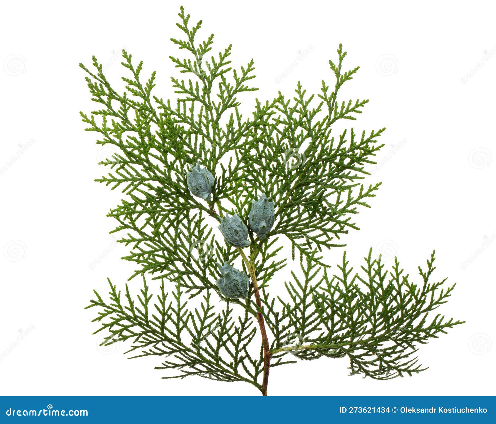 Branch of Thuja, Isolated on White Background Stock Photo - Image of ...
