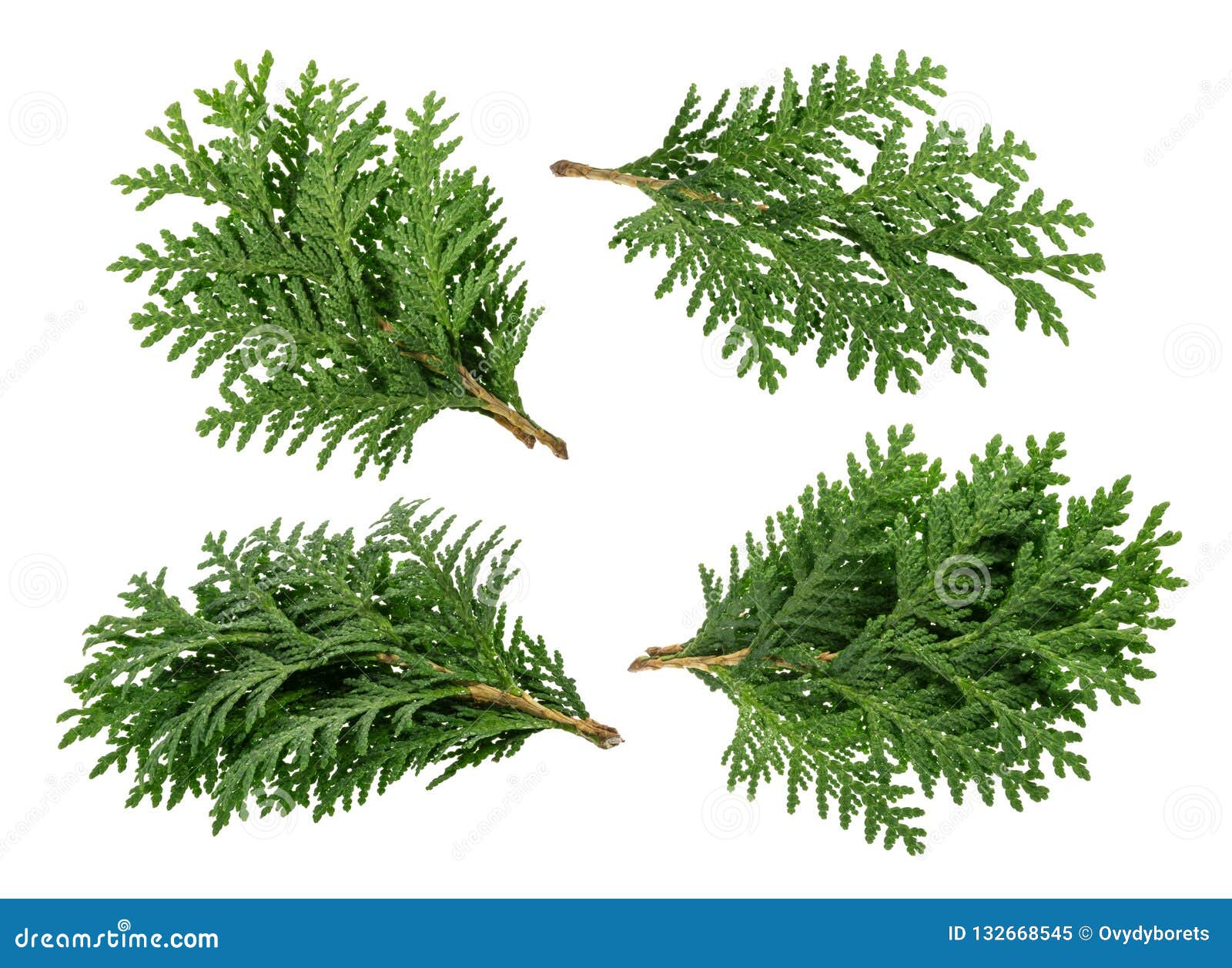 Branch of Thuja Isolated on White Background Stock Image - Image of ...