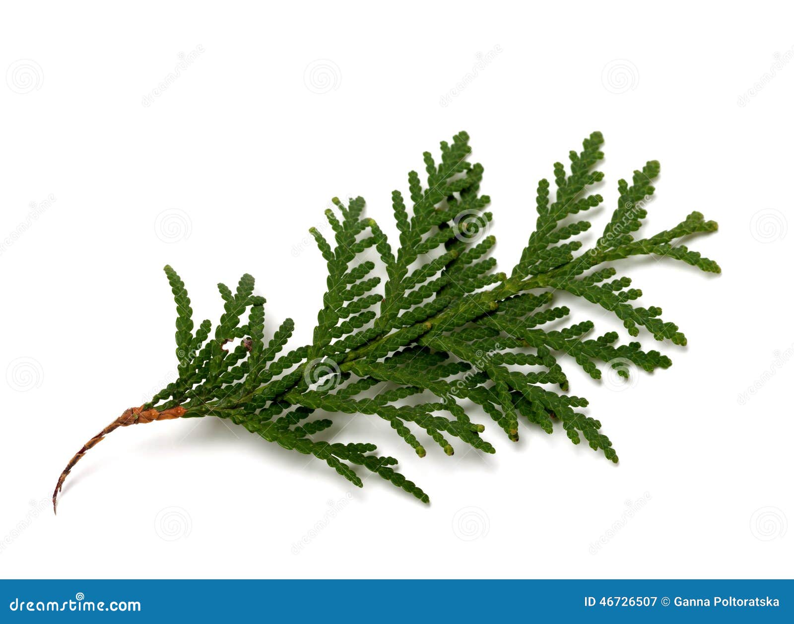 Branch of Thuja Isolated on White Background Stock Image - Image of ...