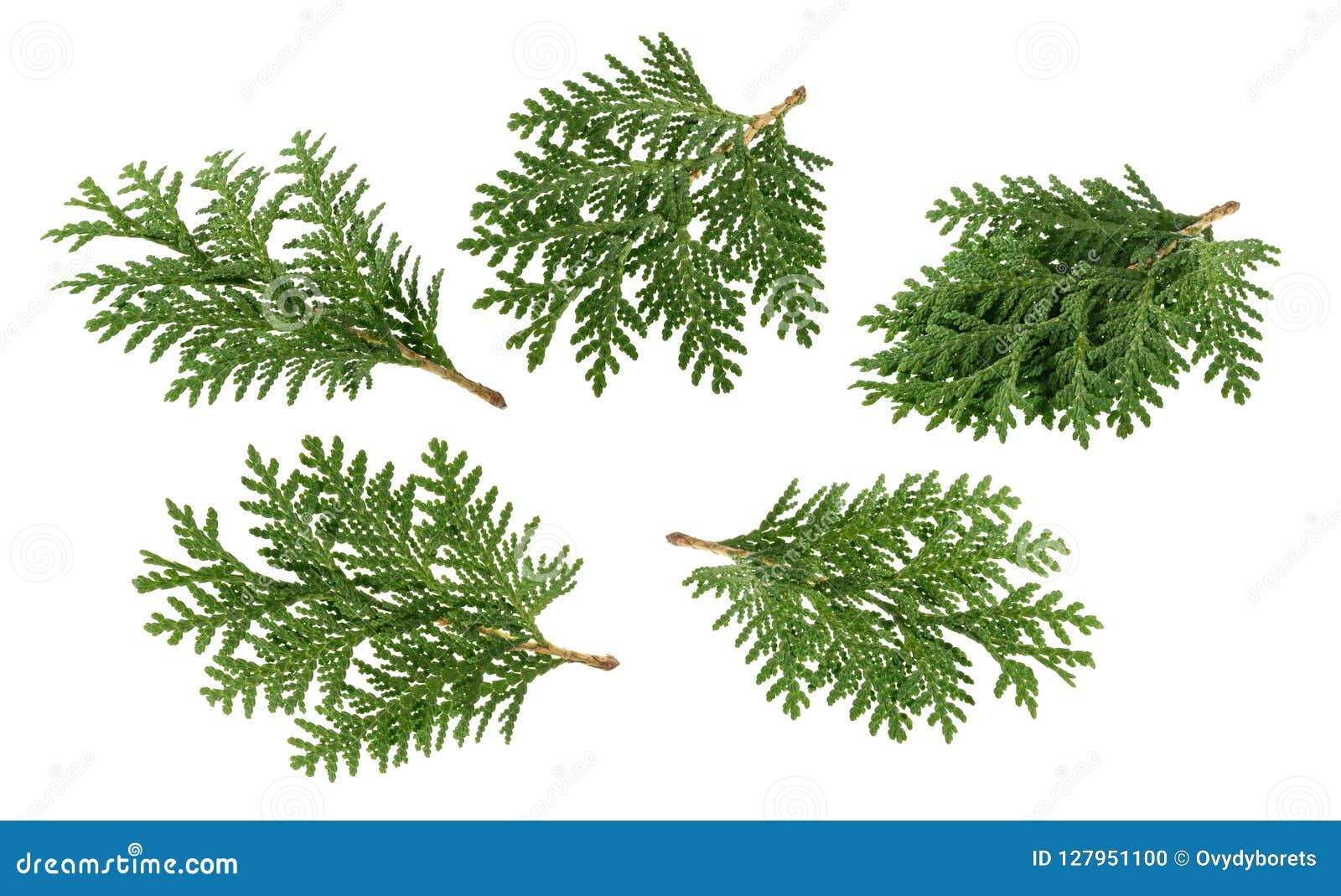 Branch of Thuja Isolated on White without Shadow Stock Photo - Image of ...