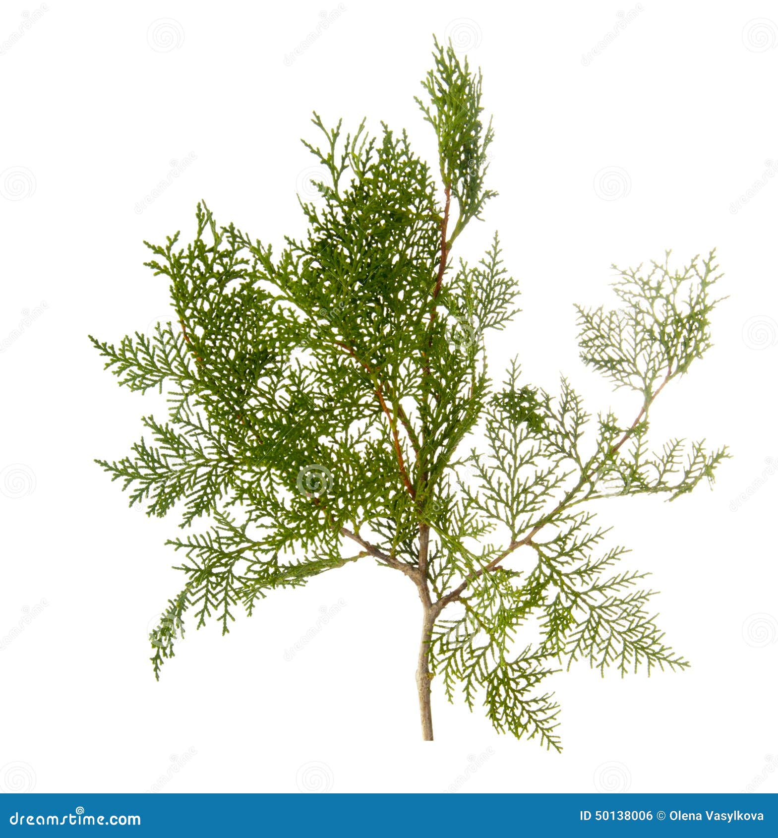 Thuja Tree Care. Thuja Branch With Fruits On The Male Palm. Stock Image ...