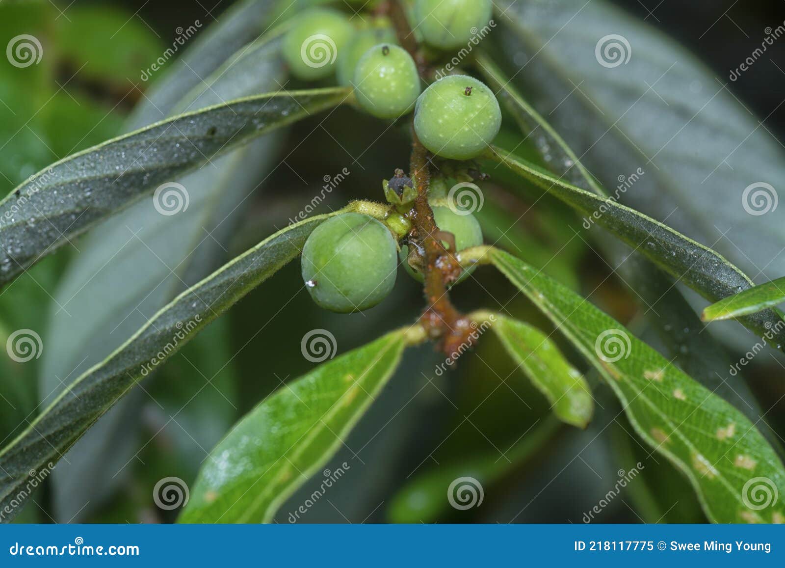 Branch of Tiny Cluster of Sprouting Ficus Microcarpa Fruits. Stock ...