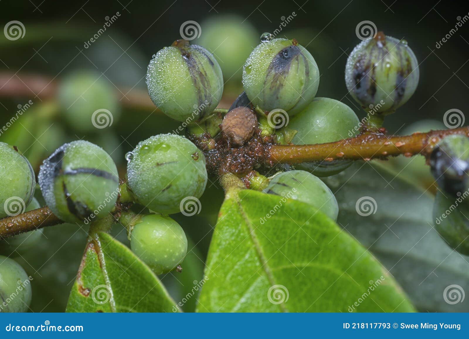 Branch of Tiny Cluster of Sprouting Ficus Microcarpa Fruits. Stock ...